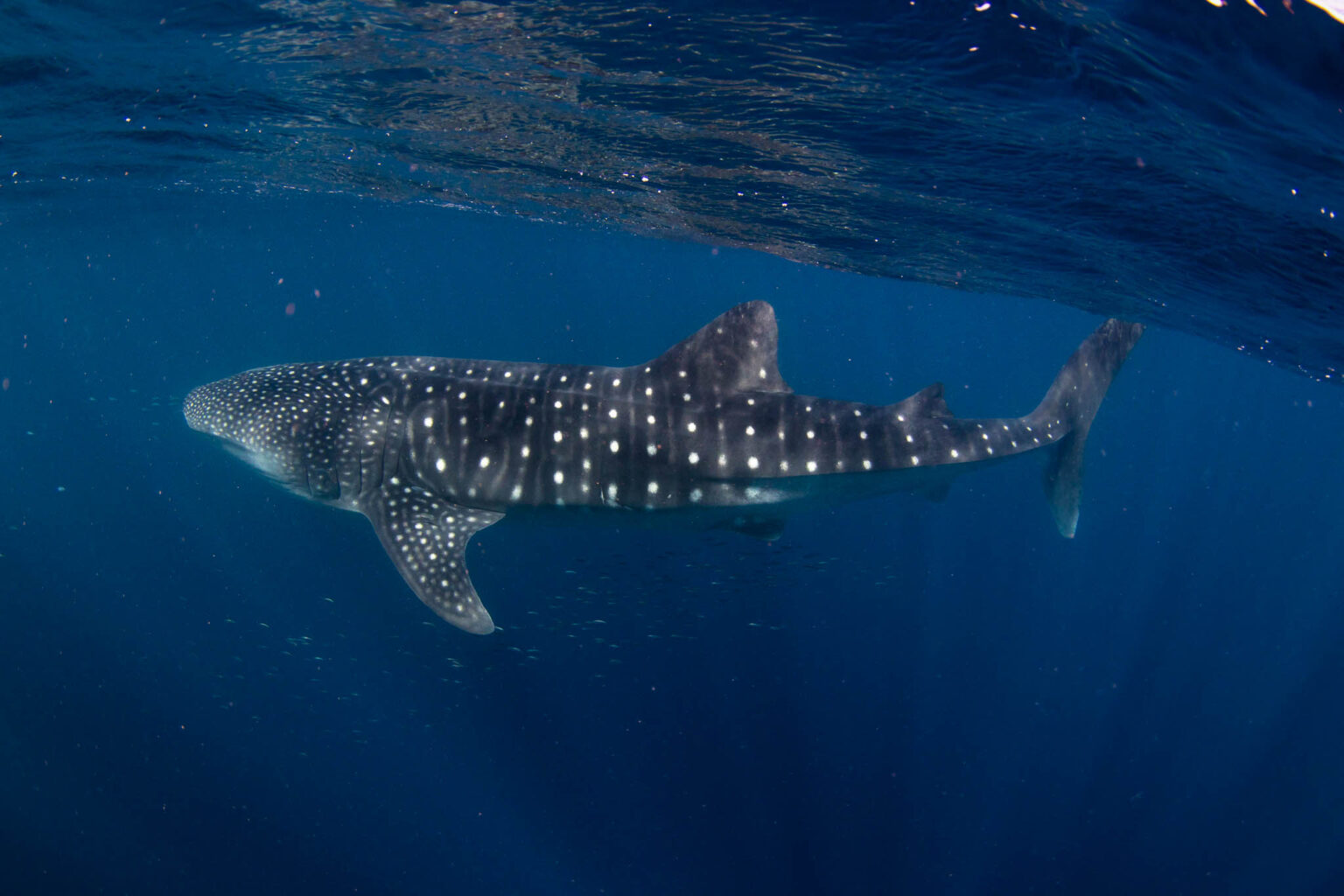 Swimming With Whale Sharks: All You Need To Know