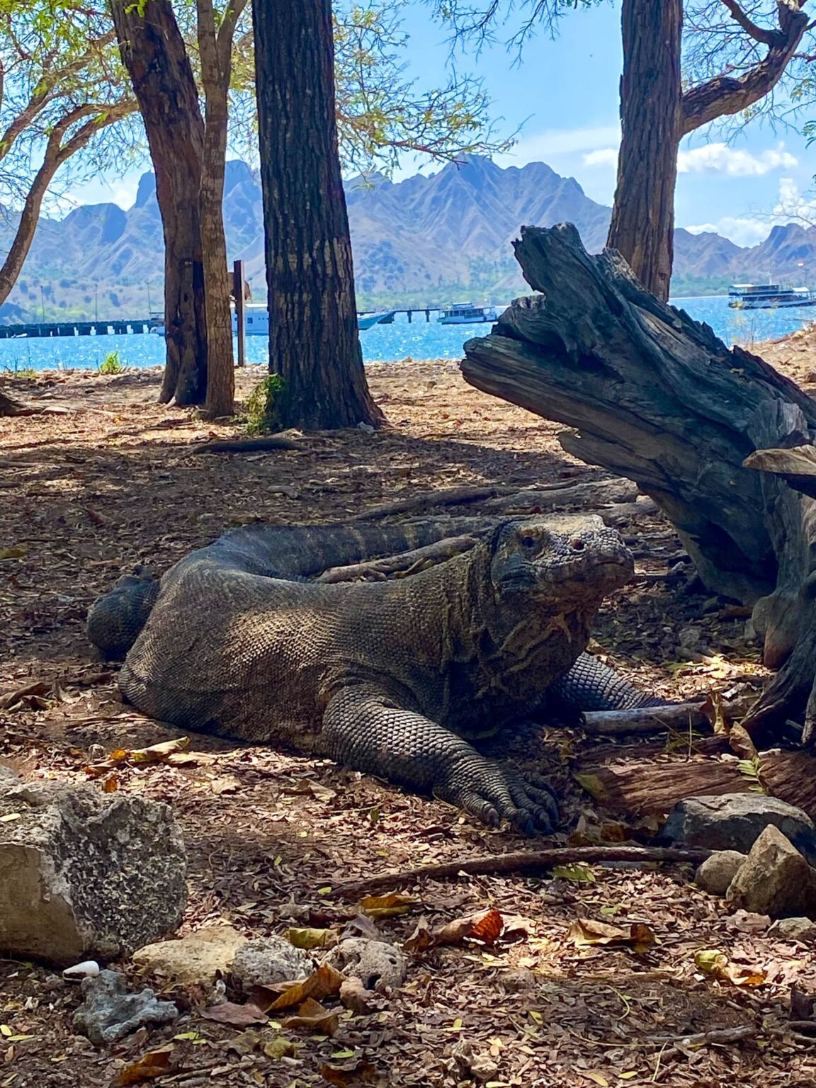 4 Days Adventure In A Boat Navigating Komodo NP