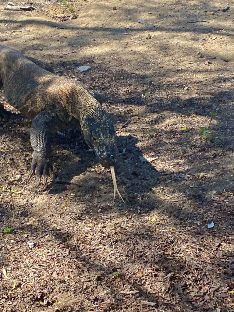 4 Days Adventure In A Boat Navigating Komodo NP